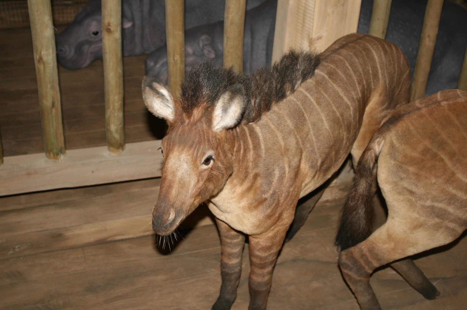 Our Trip to the Ark Encounter - Part 2 - Bible Buying Guide